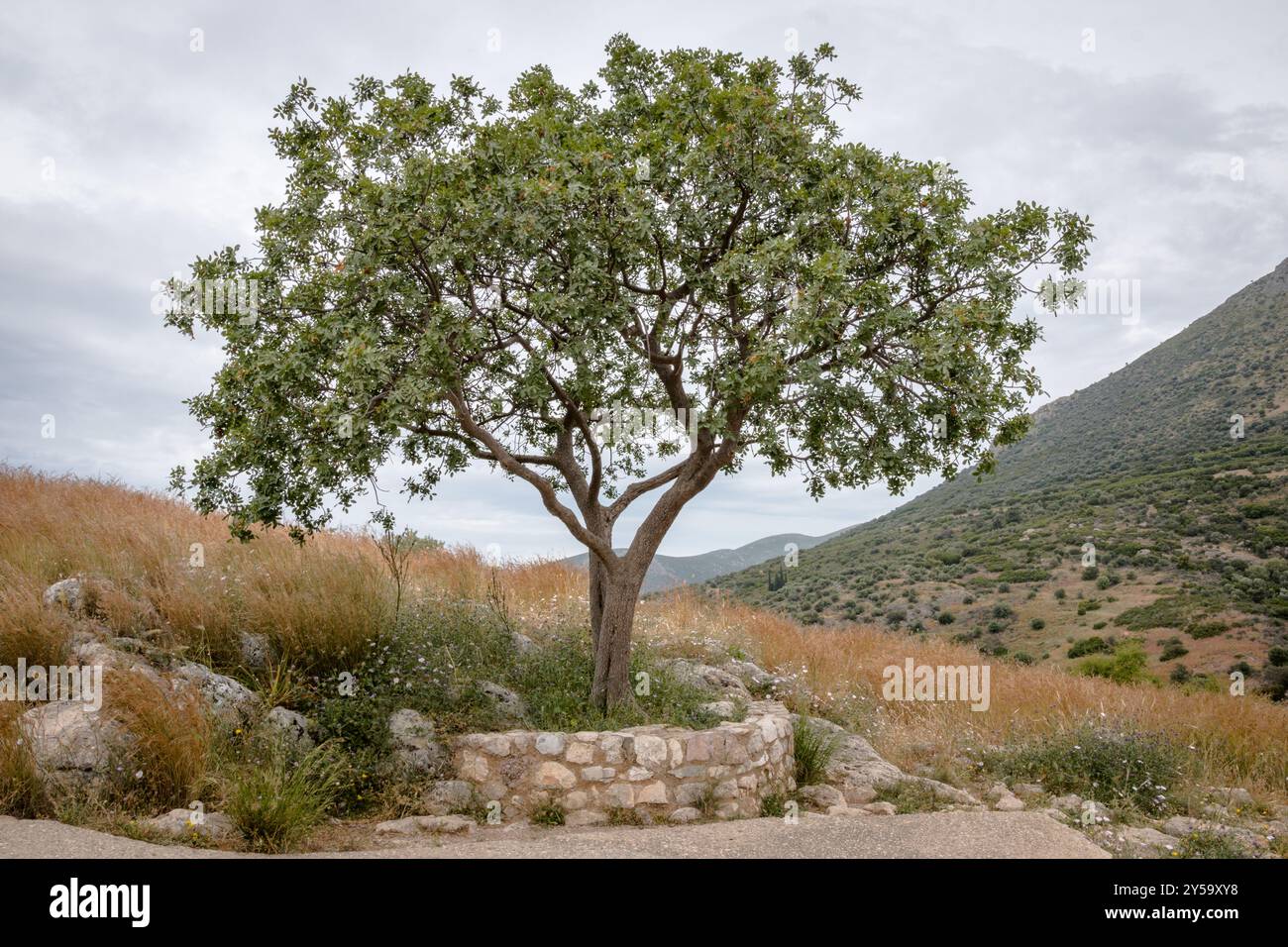 Lone tree from the archaeological site of Mycenae, Greece Stock Photo ...