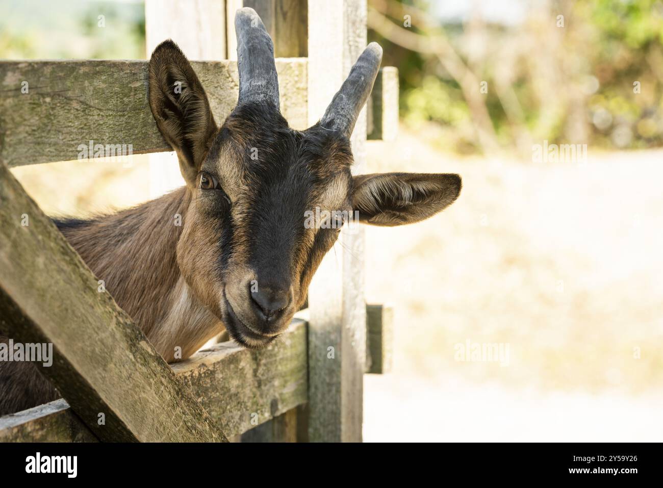 Horned goat from a german farm sneaking curious through the wooden ...