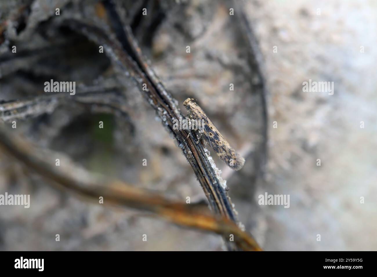 Beet moth or beet worm, Scrobipalpa ocellatella, moth with camouflage ...