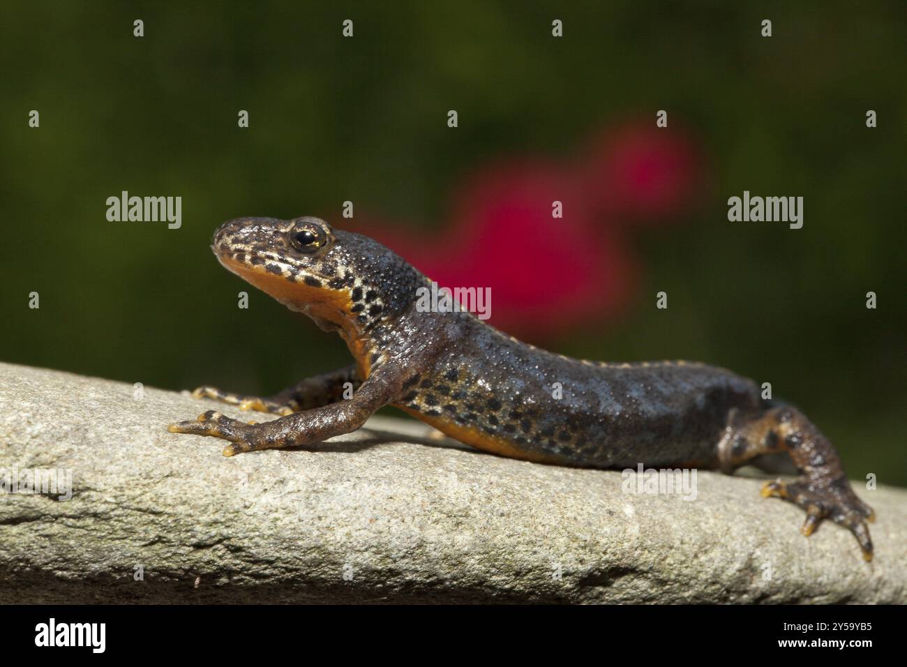 Side view of a cropped male alpine newt with its head upturned Stock ...
