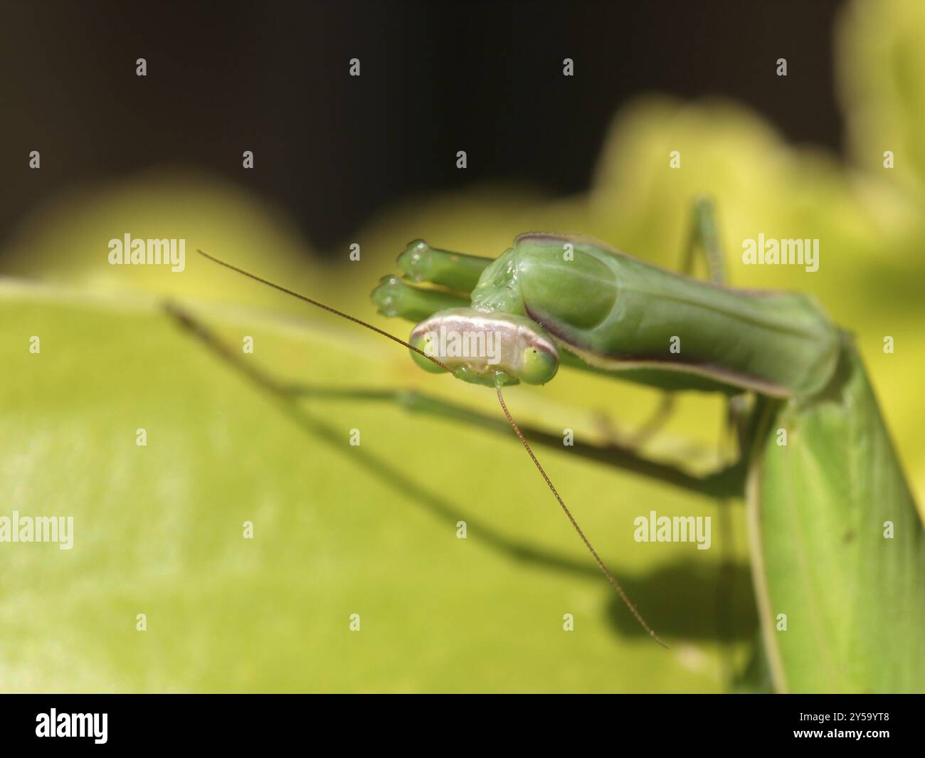 Mantis habitat hi-res stock photography and images - Alamy