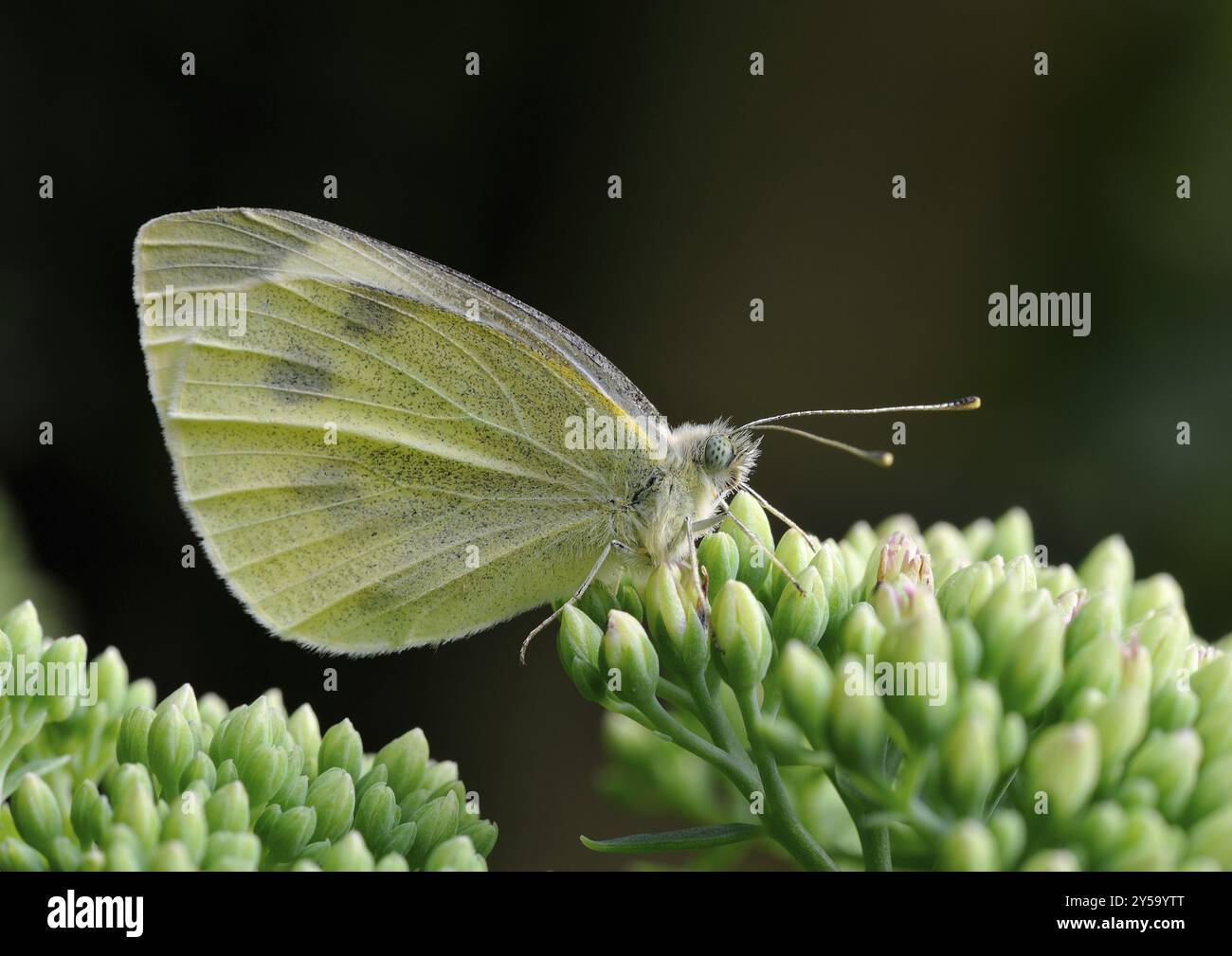 Cabbage butterfly with closed wings Stock Photo - Alamy