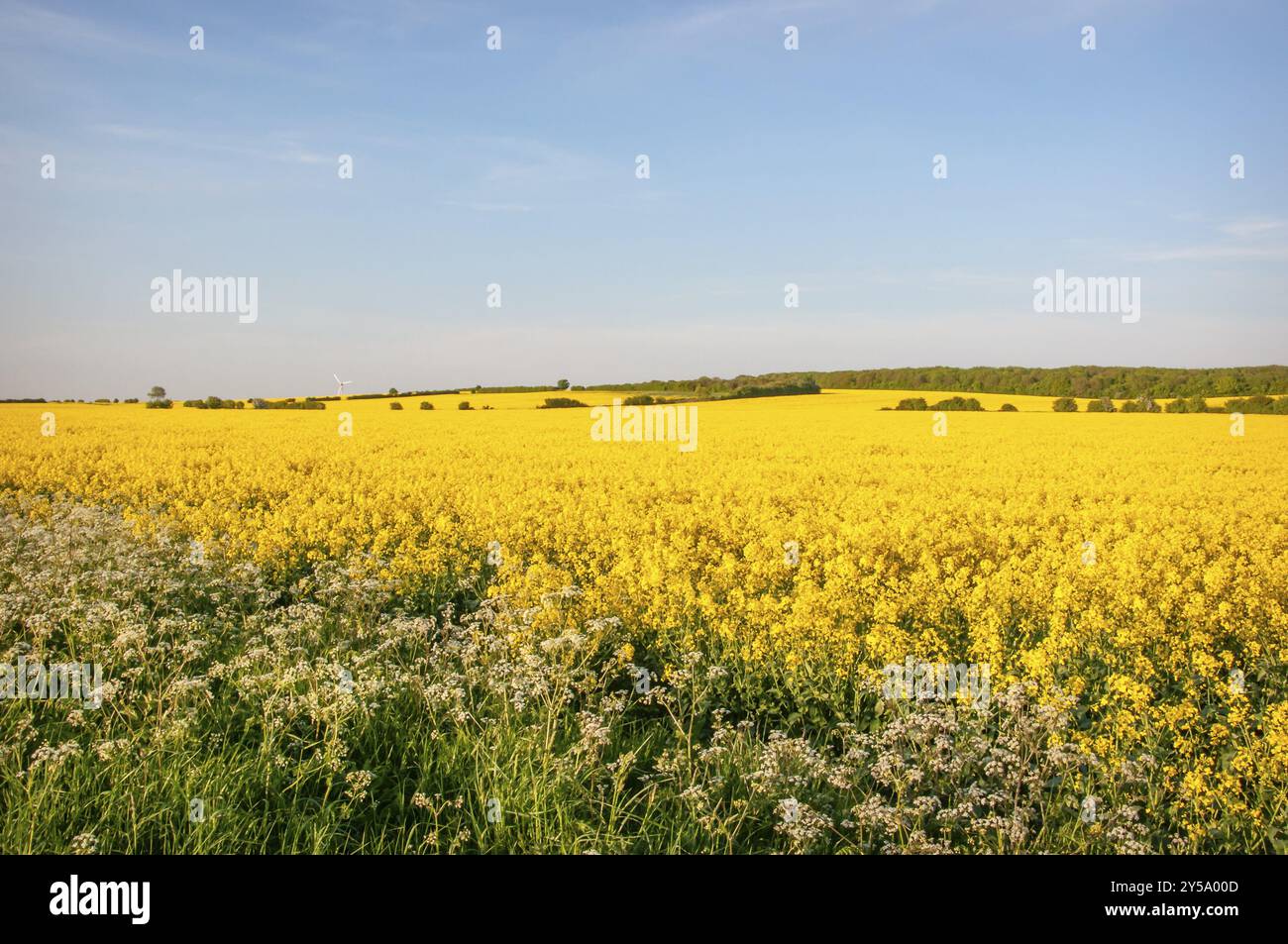 Rapeseed Oil Fields Stock Photo - Alamy