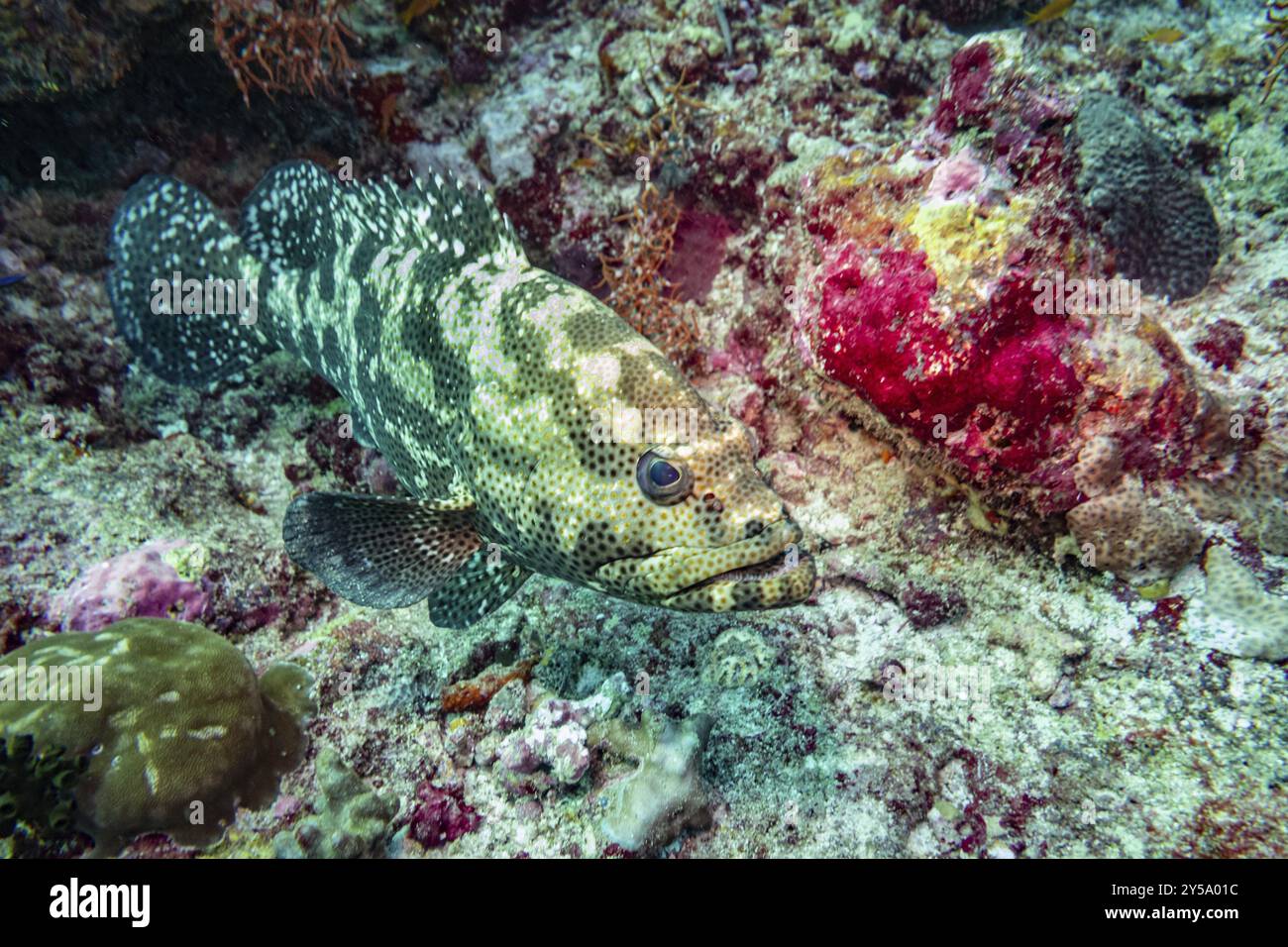 Potato Grouper, Maldives, Asia Stock Photo - Alamy