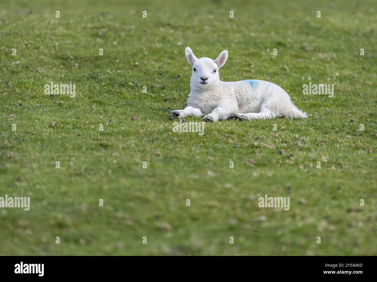 Lamb at rest Stock Photo - Alamy