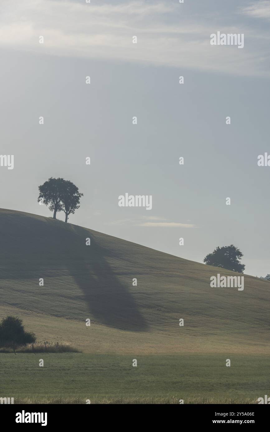 Morning scenery with trees on top of a green hill dropping long shadow ...