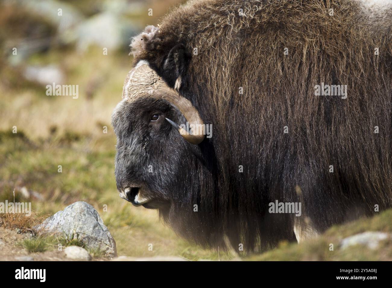 Side view of a musk ox bull's head in the Norwegian tundra Stock Photo ...