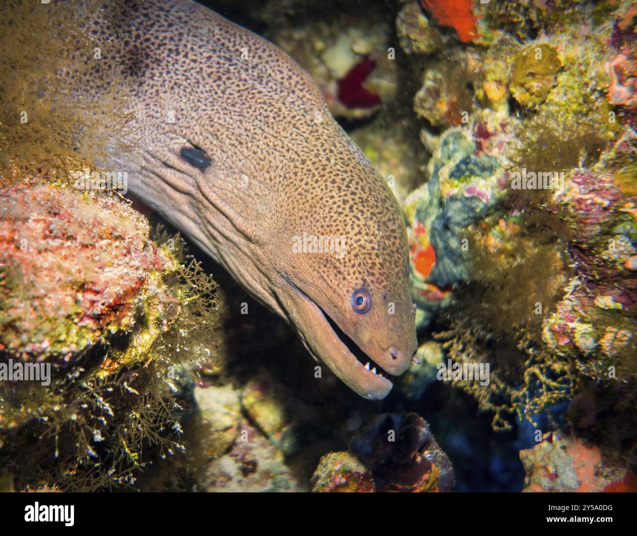 Giant Morey Eel, Red Sea, Egypt, Africa Stock Photo - Alamy