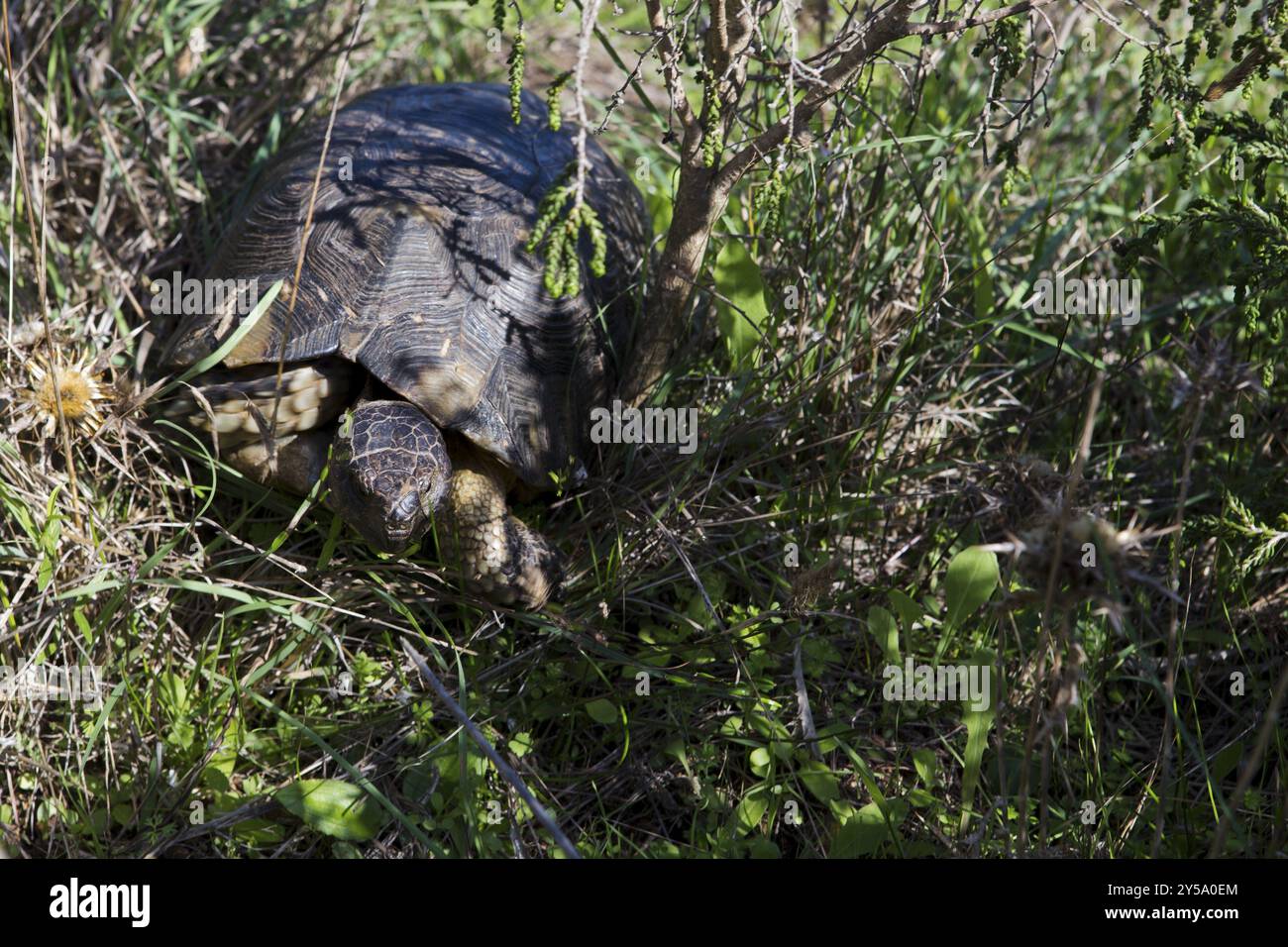 A broad-shelled tortoise makes its way through the maquis of northern ...