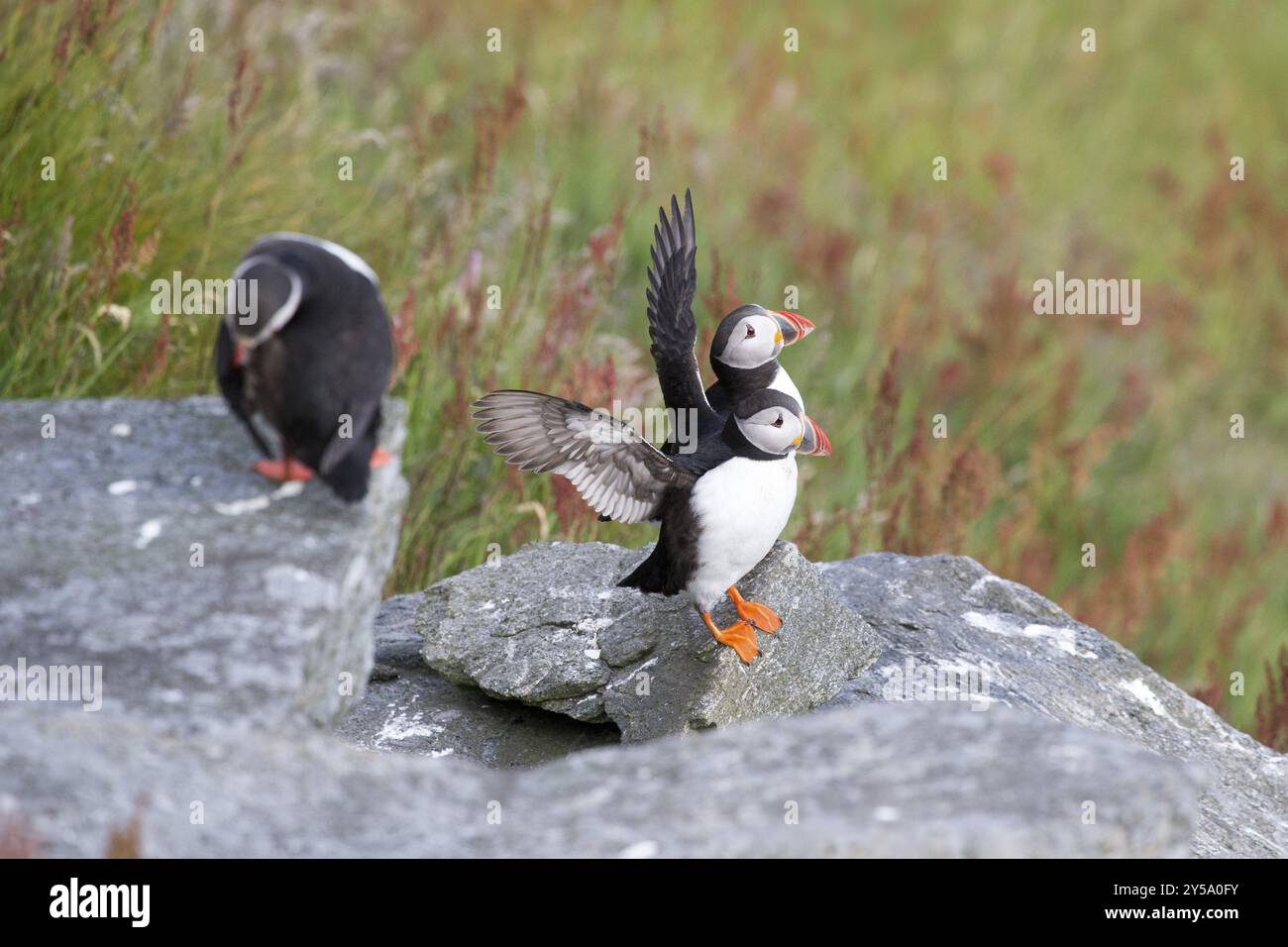 Three puffins on a rocky outcrop, two of them flapping their wings on ...