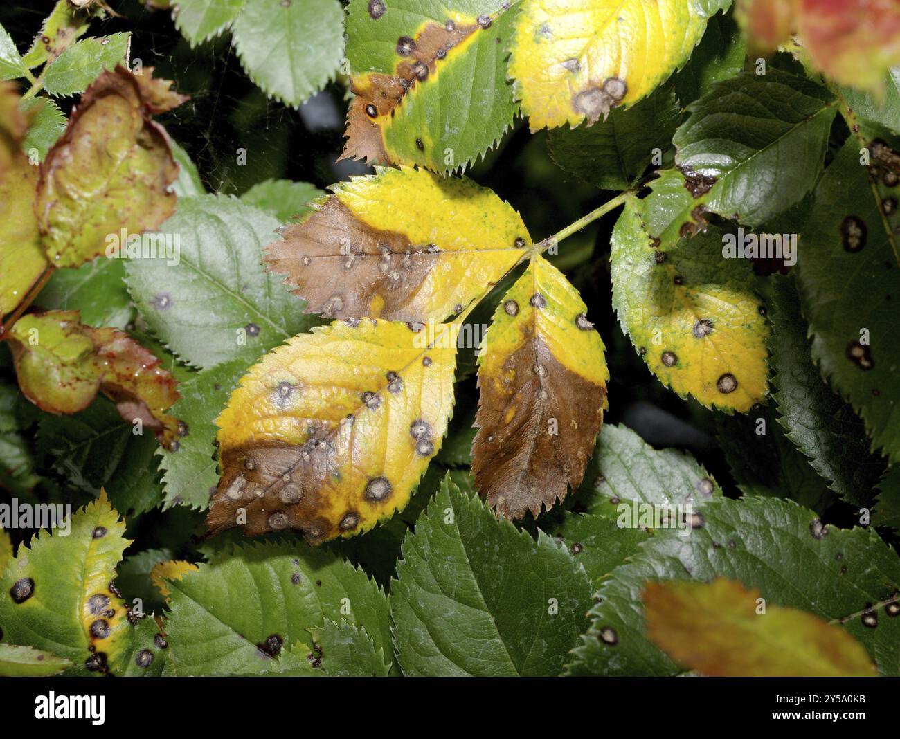 Rose petals with rose rust Stock Photo - Alamy