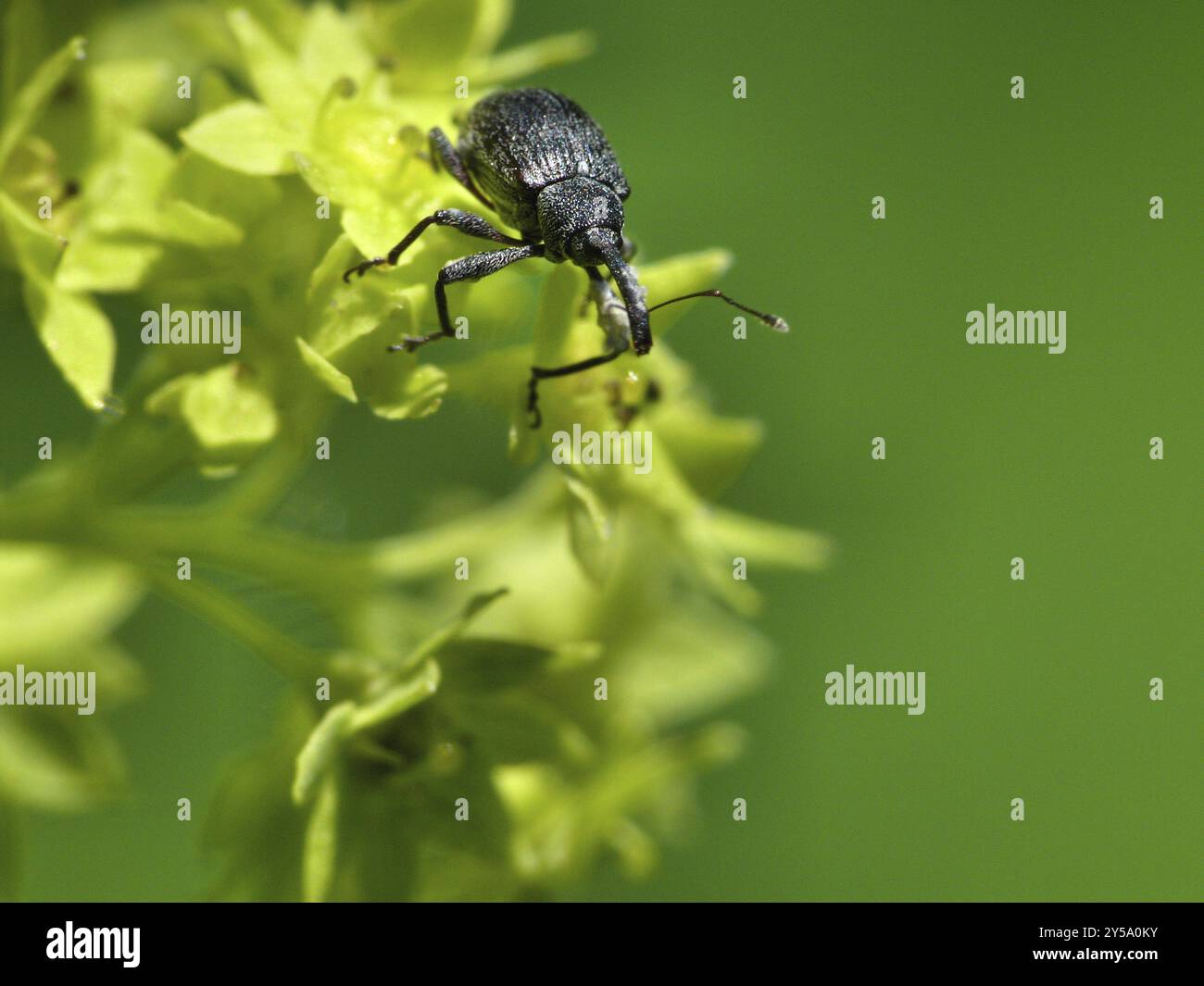 Weevil at their natural habitat hi-res stock photography and images - Alamy