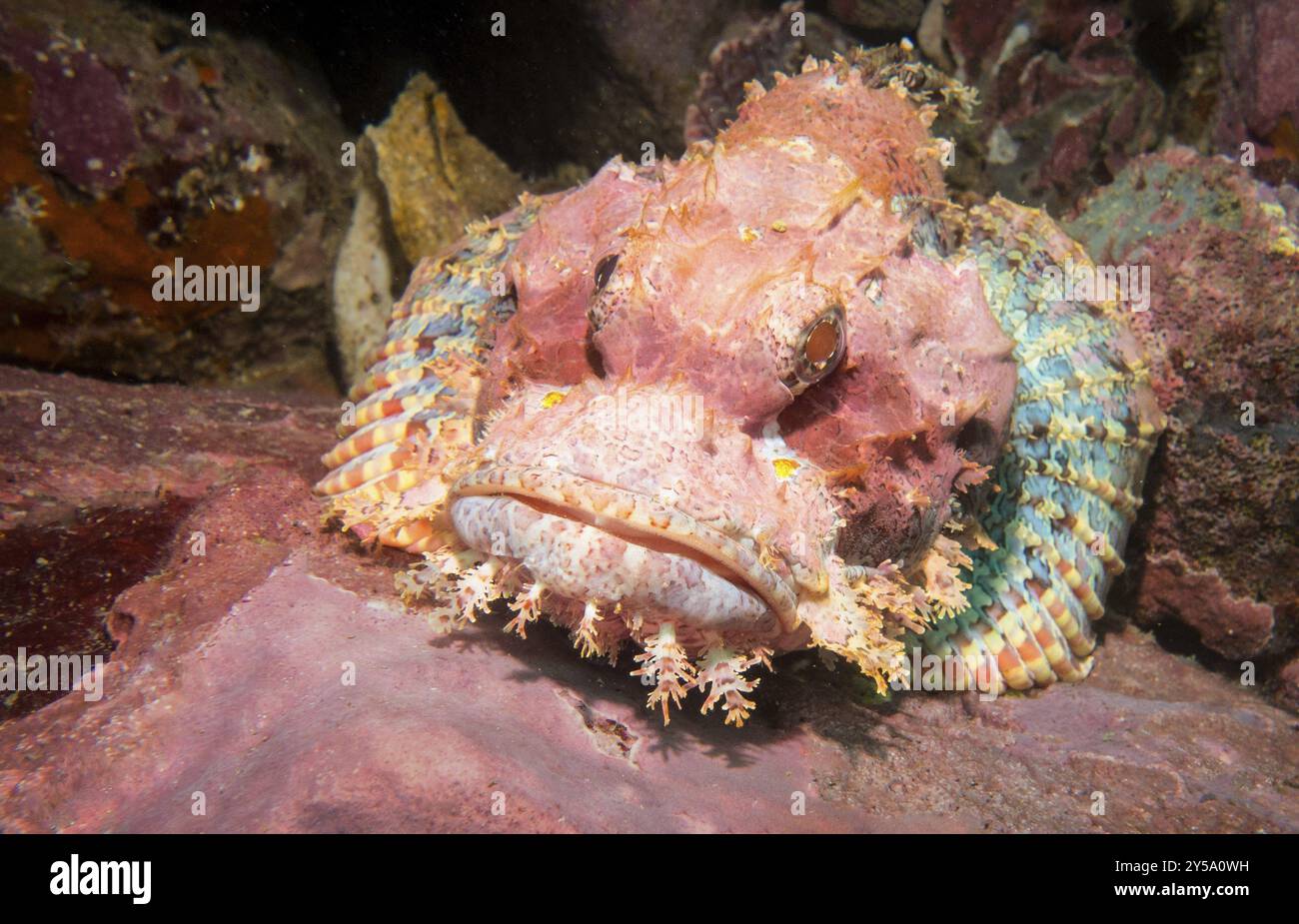 Scorpion fish, Myanmar, Asia Stock Photo - Alamy