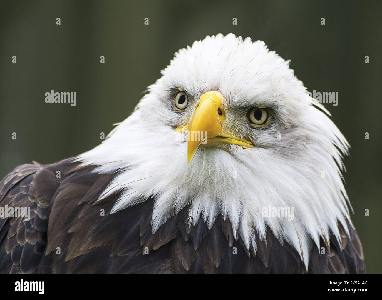 Portrait of a Bald Eagle (Captive Stock Photo - Alamy