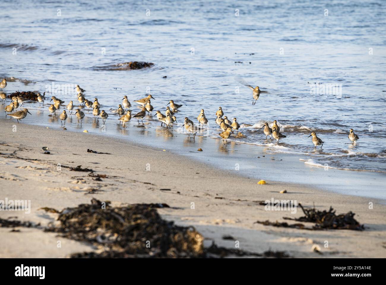 Waders feeding hi-res stock photography and images - Alamy