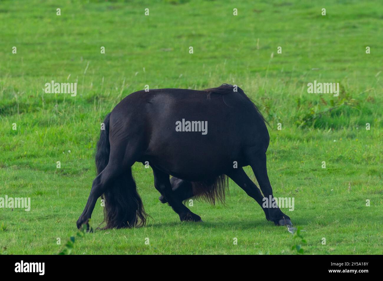 Brown shetland pony standing on green meadow Stock Photo - Alamy