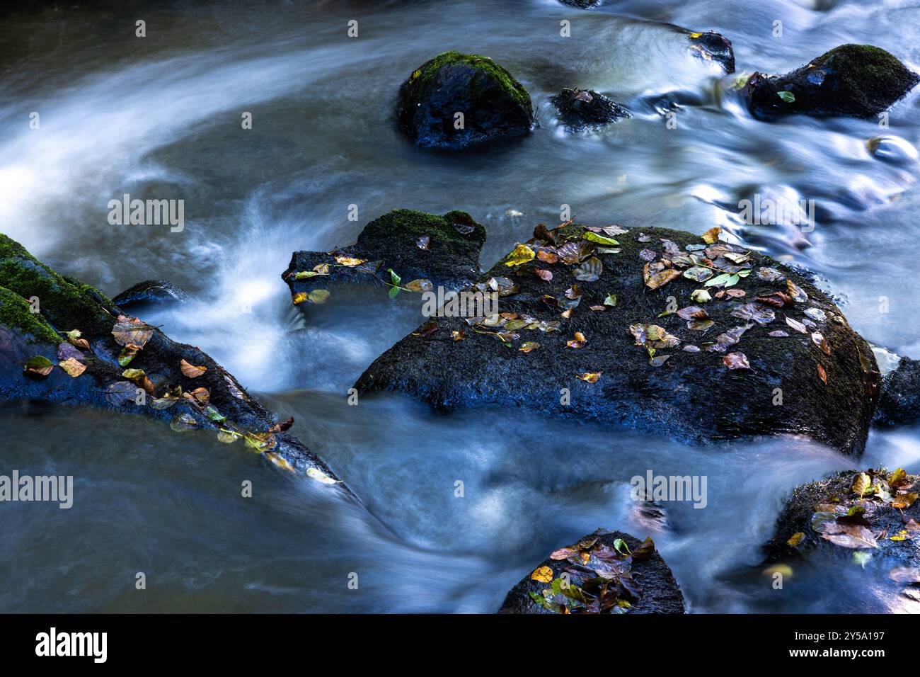 Yellow fall leaves and rocks with moss in forest stream long exposure ...