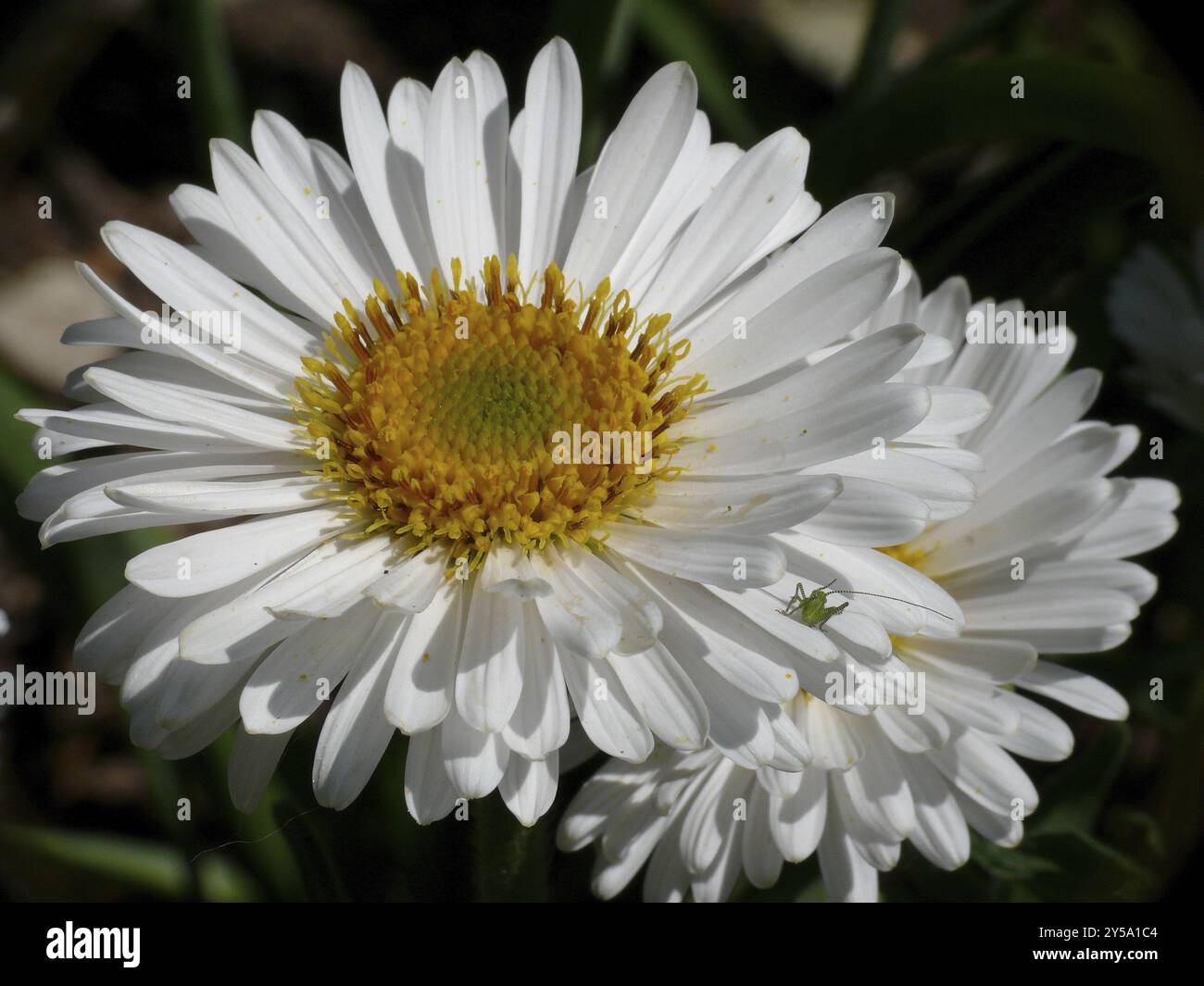 Aster alpinus alpine mountain hi-res stock photography and images - Alamy