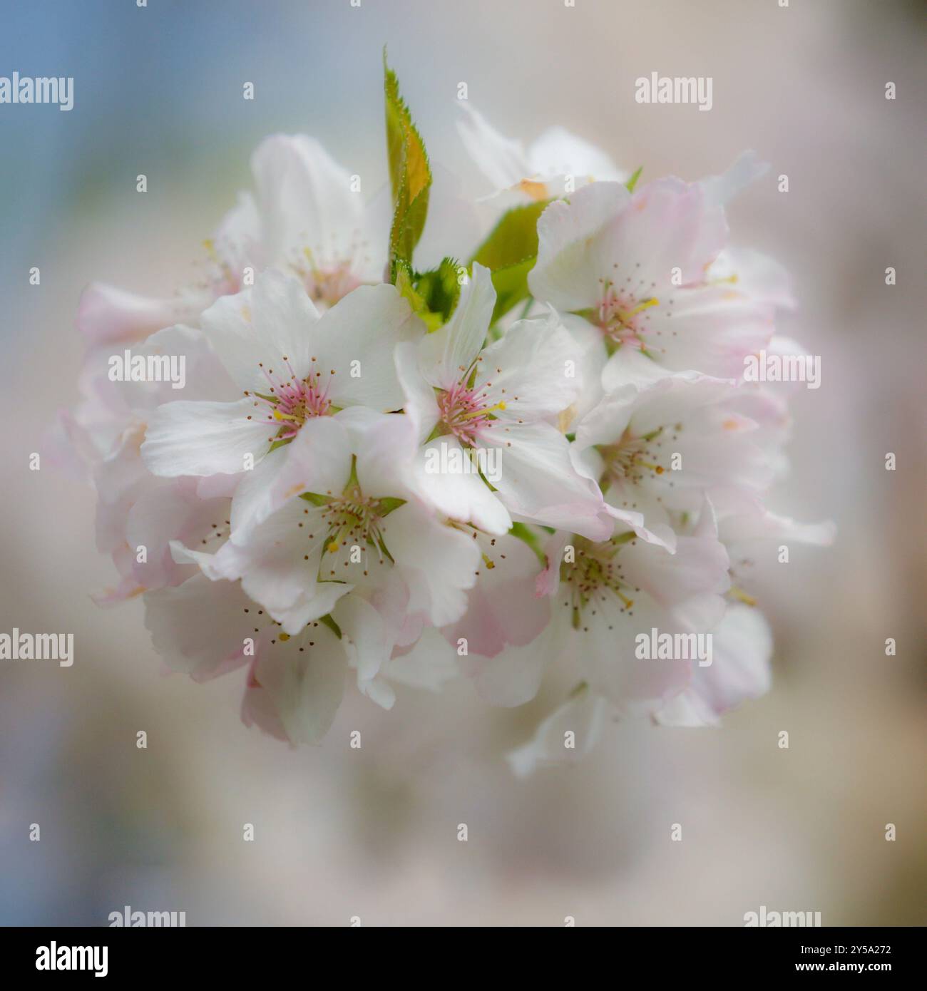 spring Cherry blossom Stock Photo - Alamy