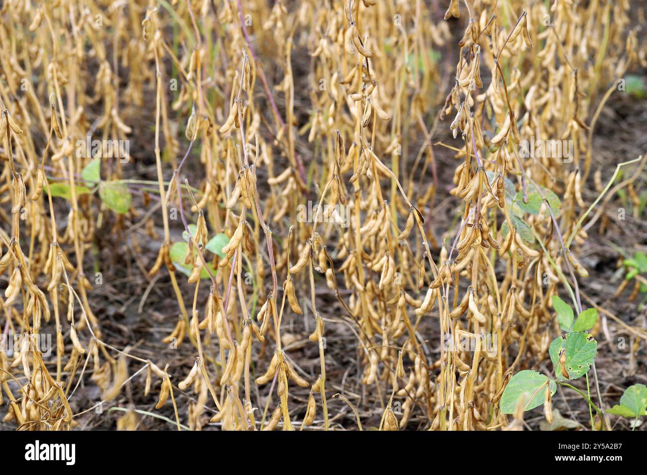 A soybean plantation, maturing pods before harvest in a crop field ...