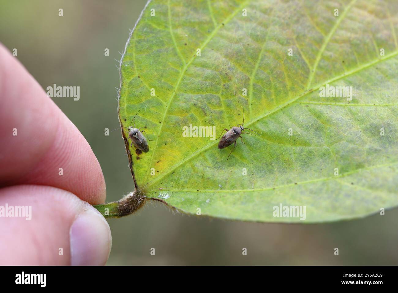 Soybean pests in plantation, Lygus bugs on soybean leaf, Plant sap ...