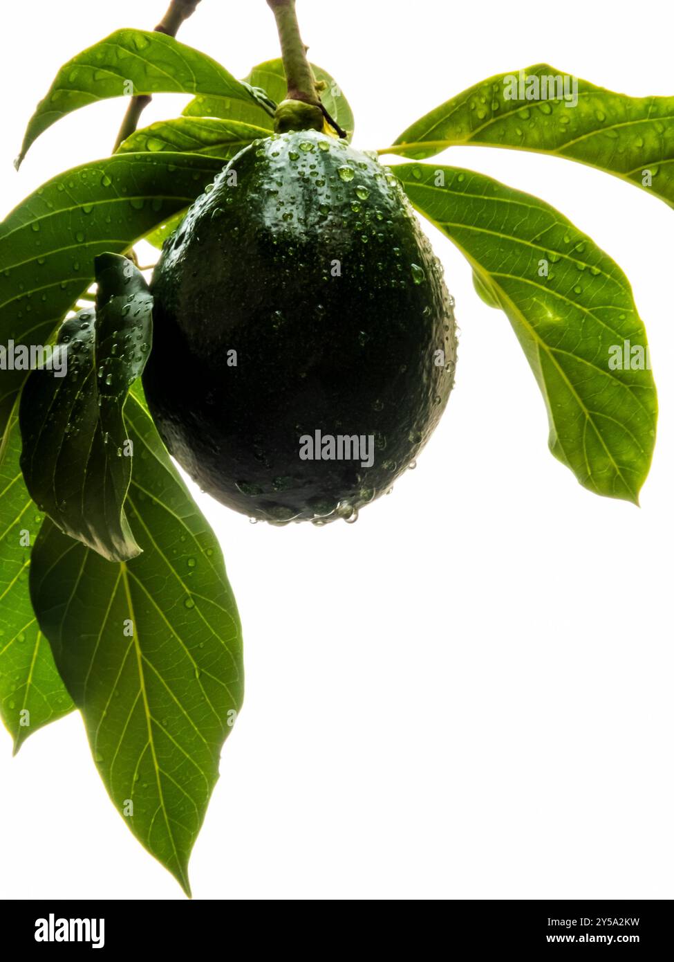 avocado tree after rain in Brazil, Brazilian tropical fruit Stock Photo ...