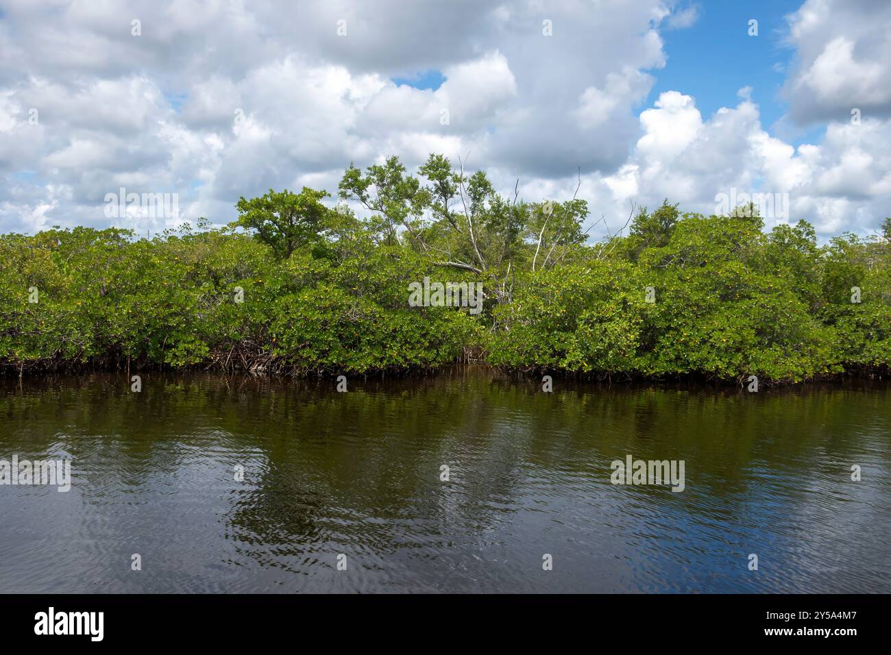The mangroves of Fullerton Island in Jupiter, Florida, USA Stock Photo ...