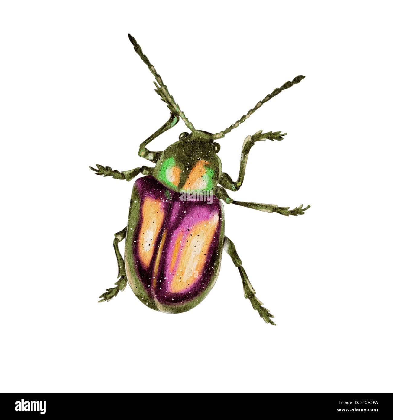 Autumn bug bronze beetle isolated element on white. Fall watercolor ...