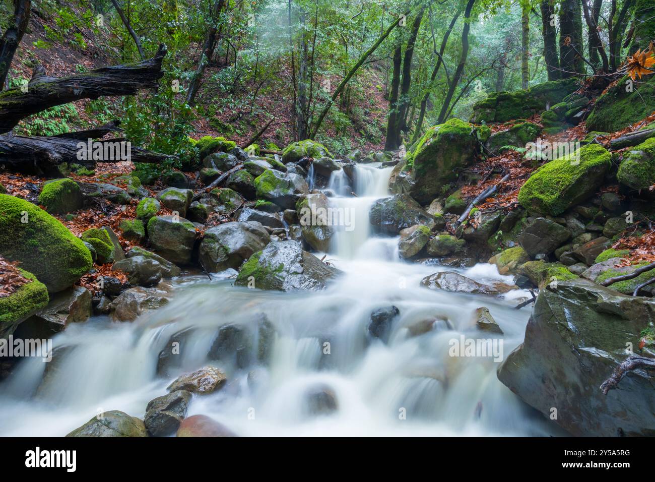 Uvas Canyon waterfalls gushing after heavy rain. Morgan Hill, Santa ...