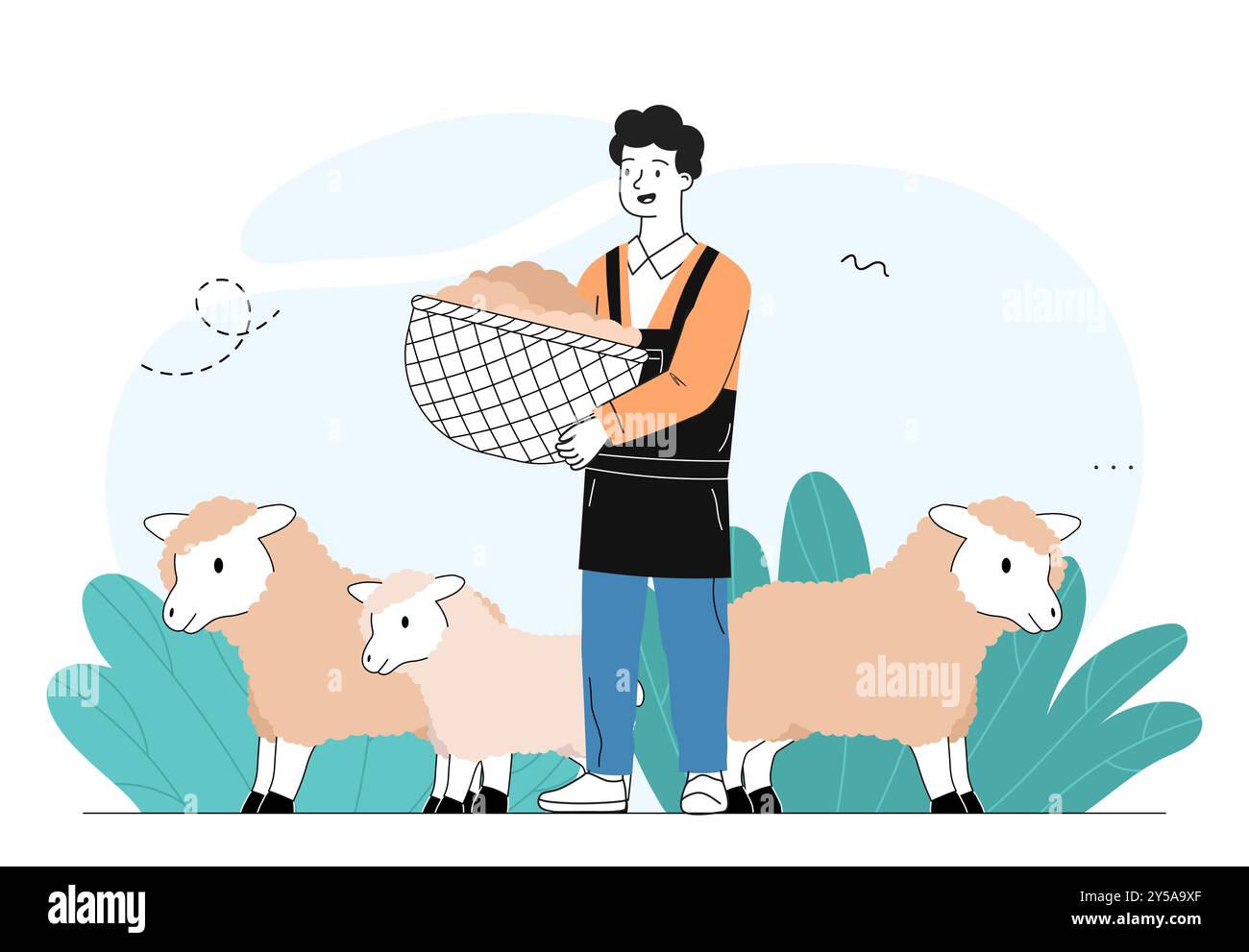 Man collect sheeps wool. Young man shears sheep and collects wool ...