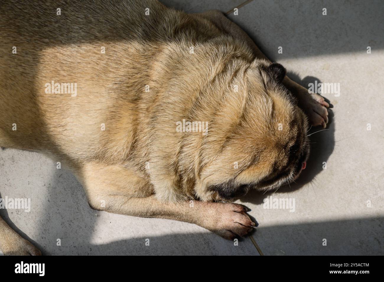 Dog napping hi-res stock photography and images - Alamy