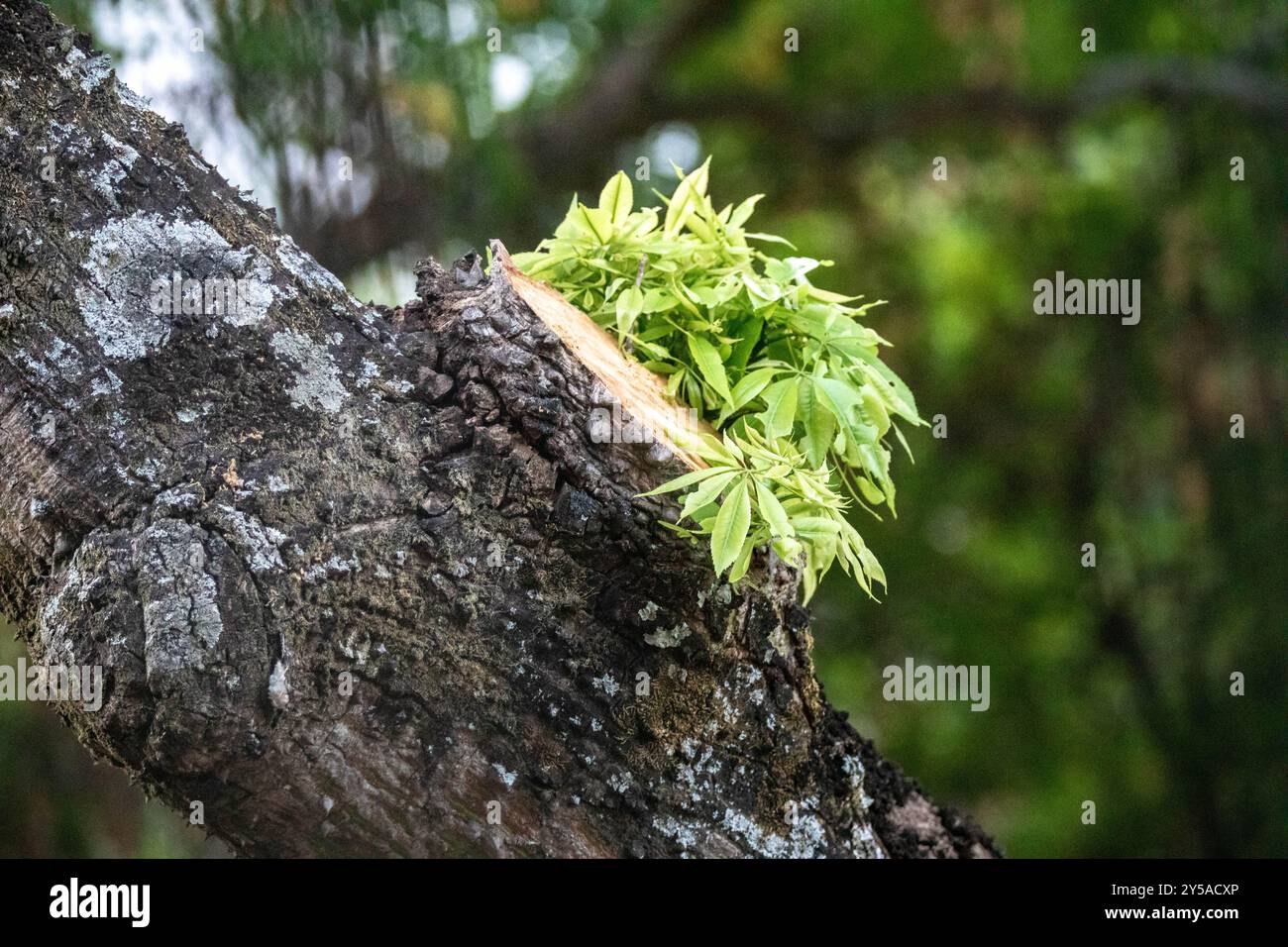 Tree branch sawn off and sprouting new green shoots Stock Photo - Alamy