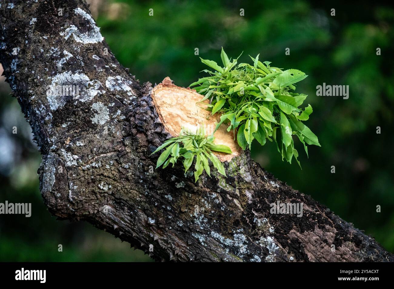 Tree branch sawn off and sprouting new green shoots Stock Photo - Alamy