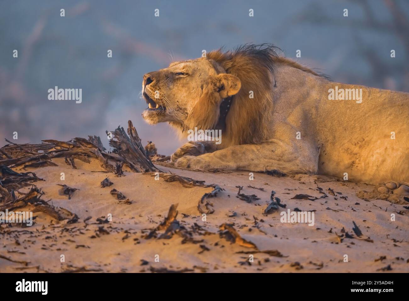 Desert-adapted lion (Panthera leo) in Namibia, Africa Stock Photo - Alamy