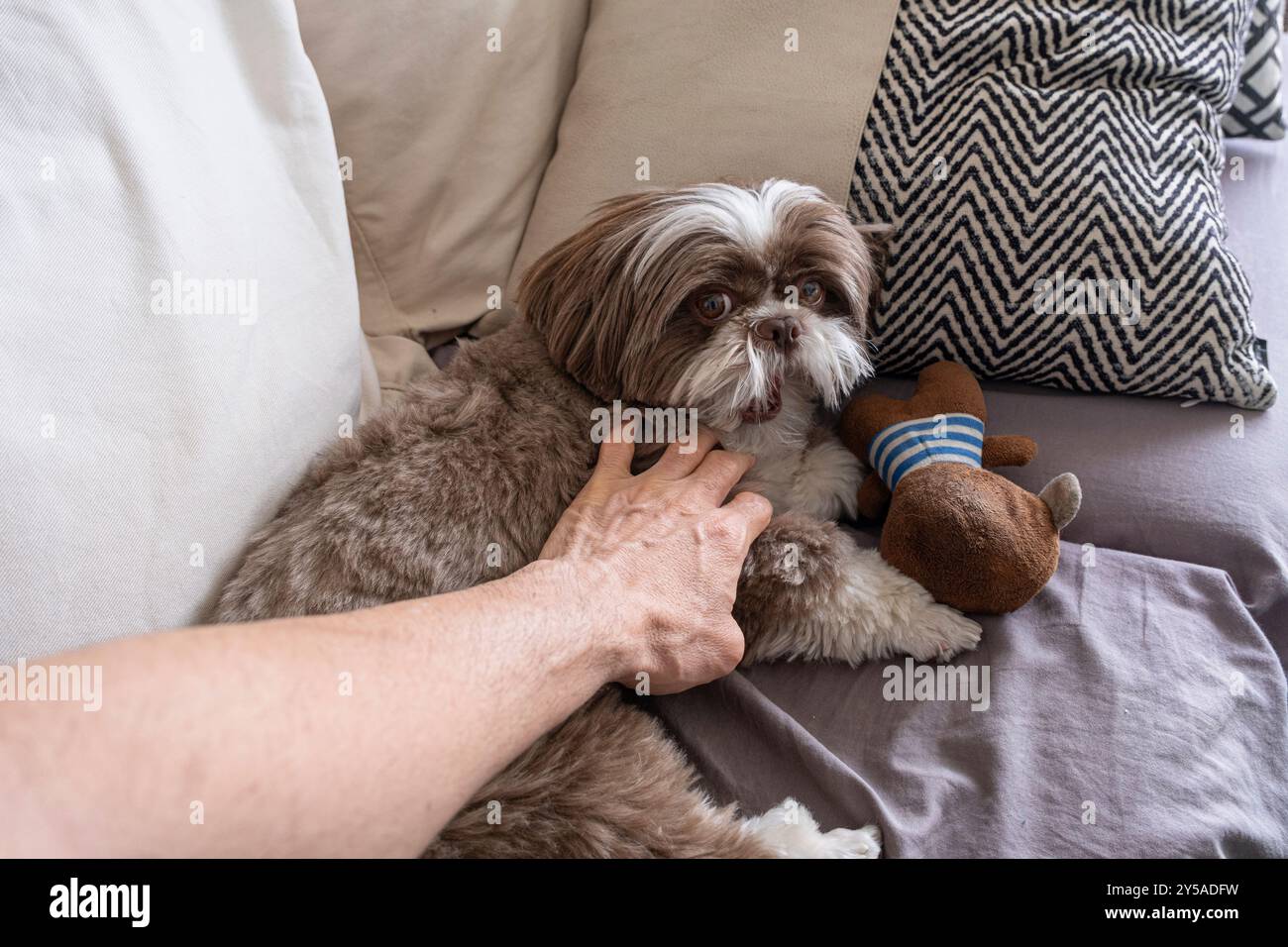 Shih tzu dog lying on the couch and playing with the human and his ...