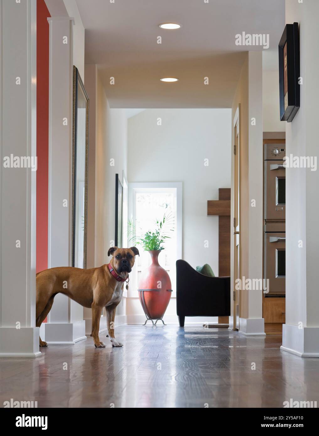 White hallway in modern house with dog peering in Stock Photo - Alamy