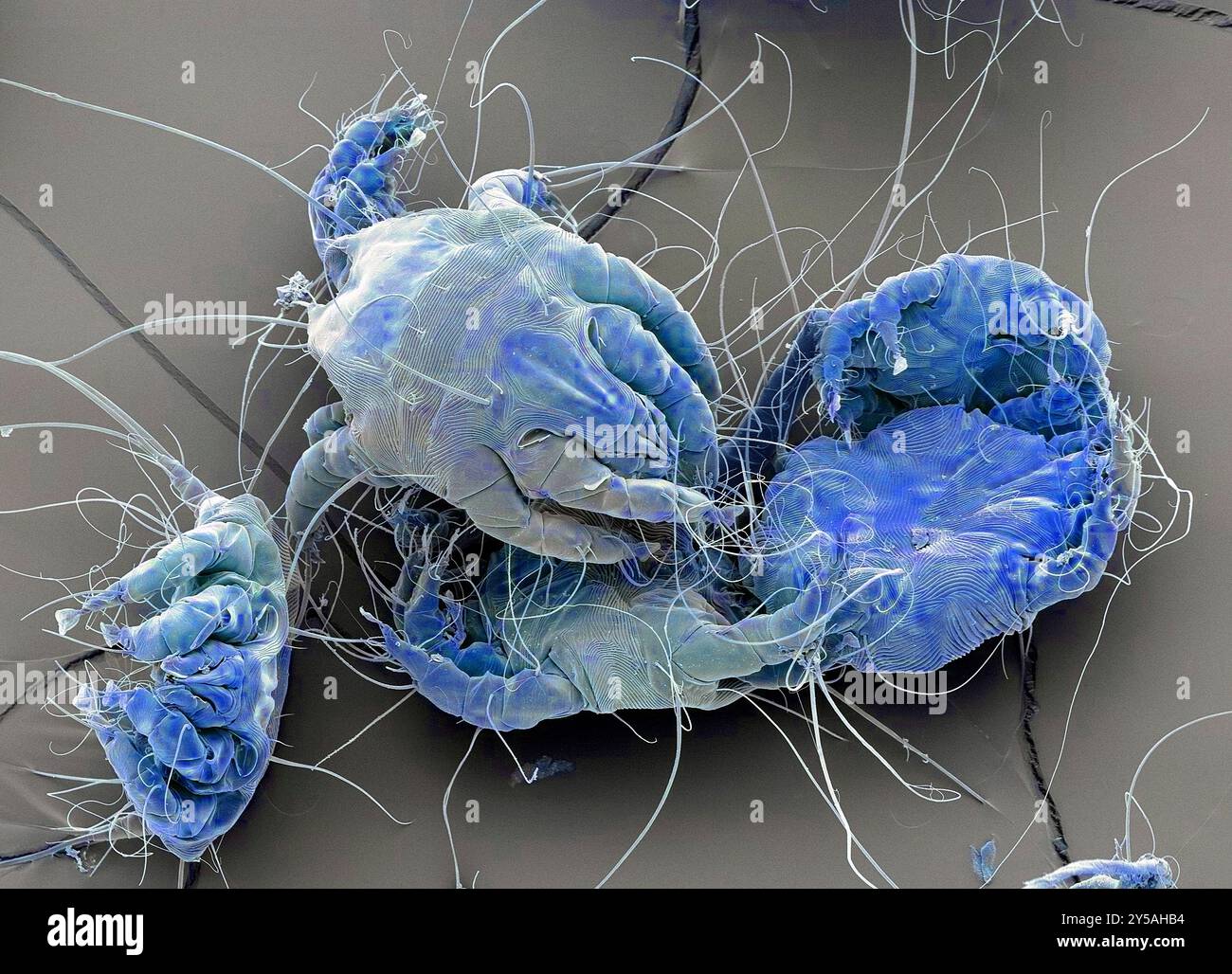 Dust mites. Coloured scanning electron micrograph (SEM) of house dust ...