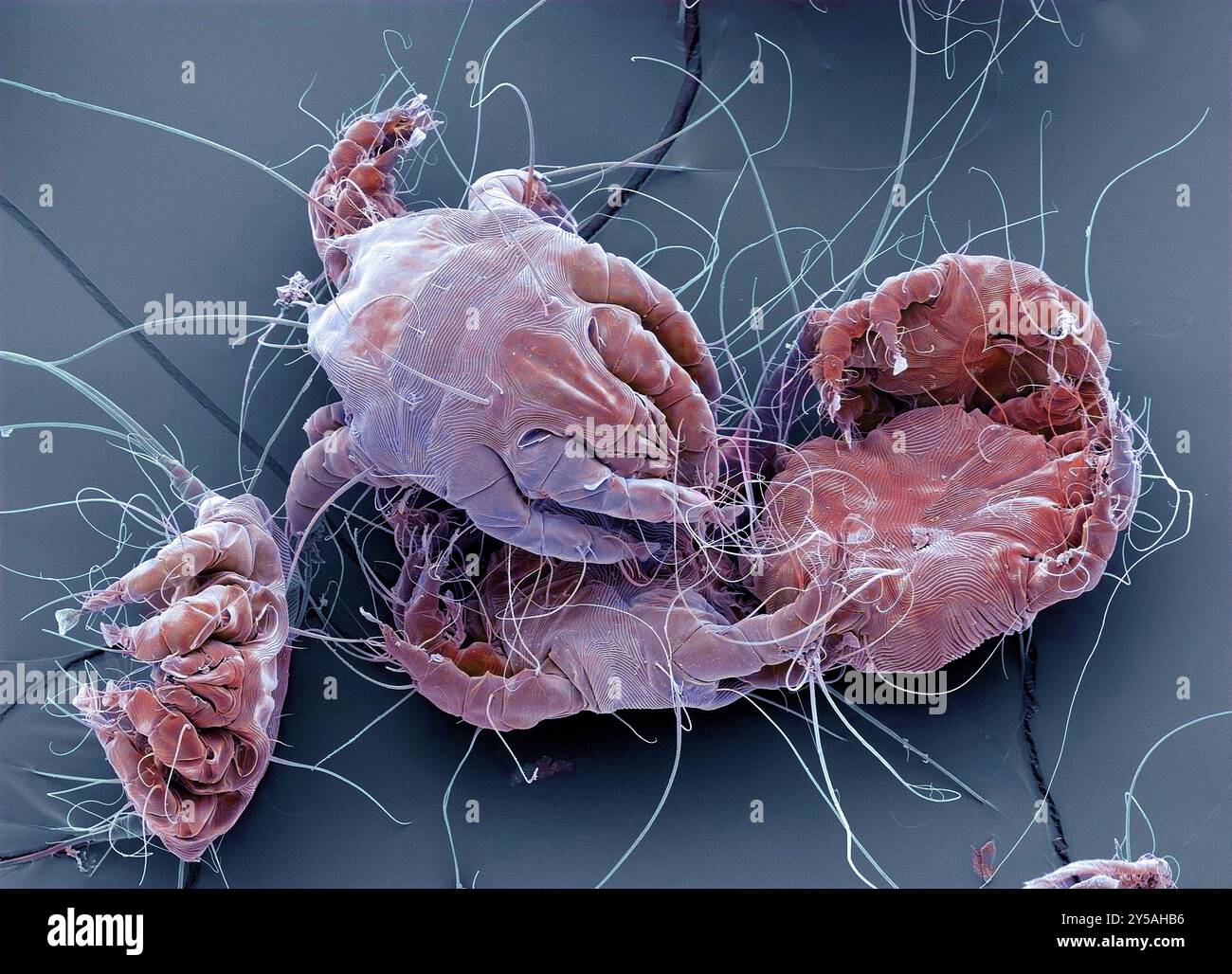 Dust mites. Coloured scanning electron micrograph (SEM) of house dust ...