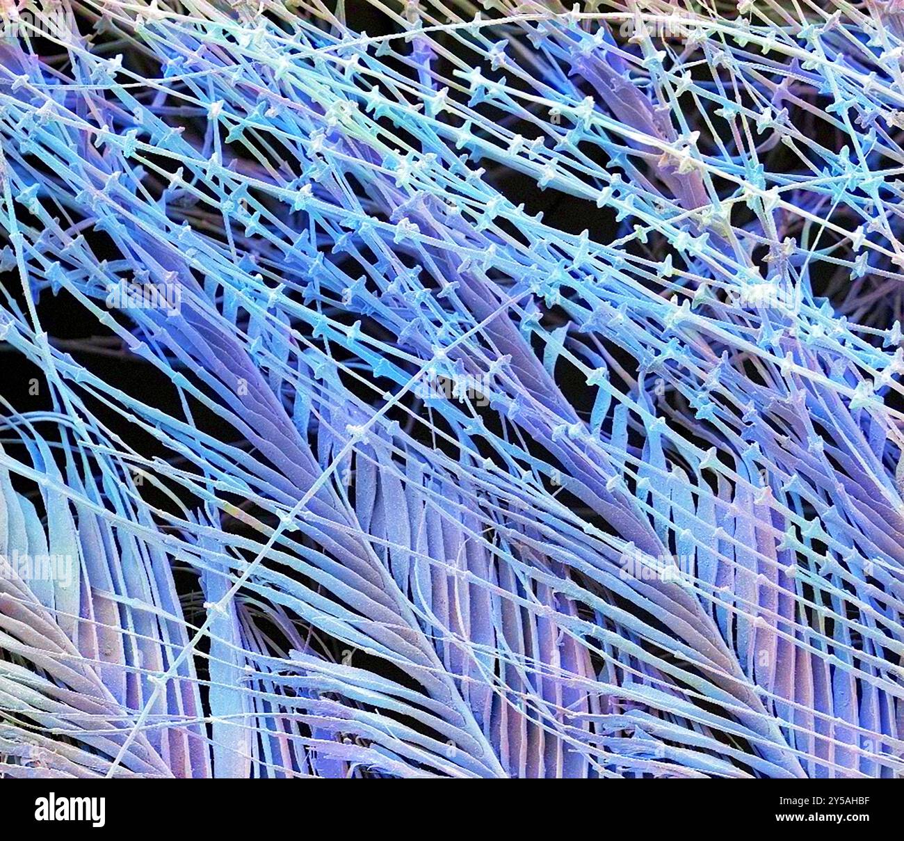 Emerald dove (Chalcophaps indica) feather, coloured scanning electron ...