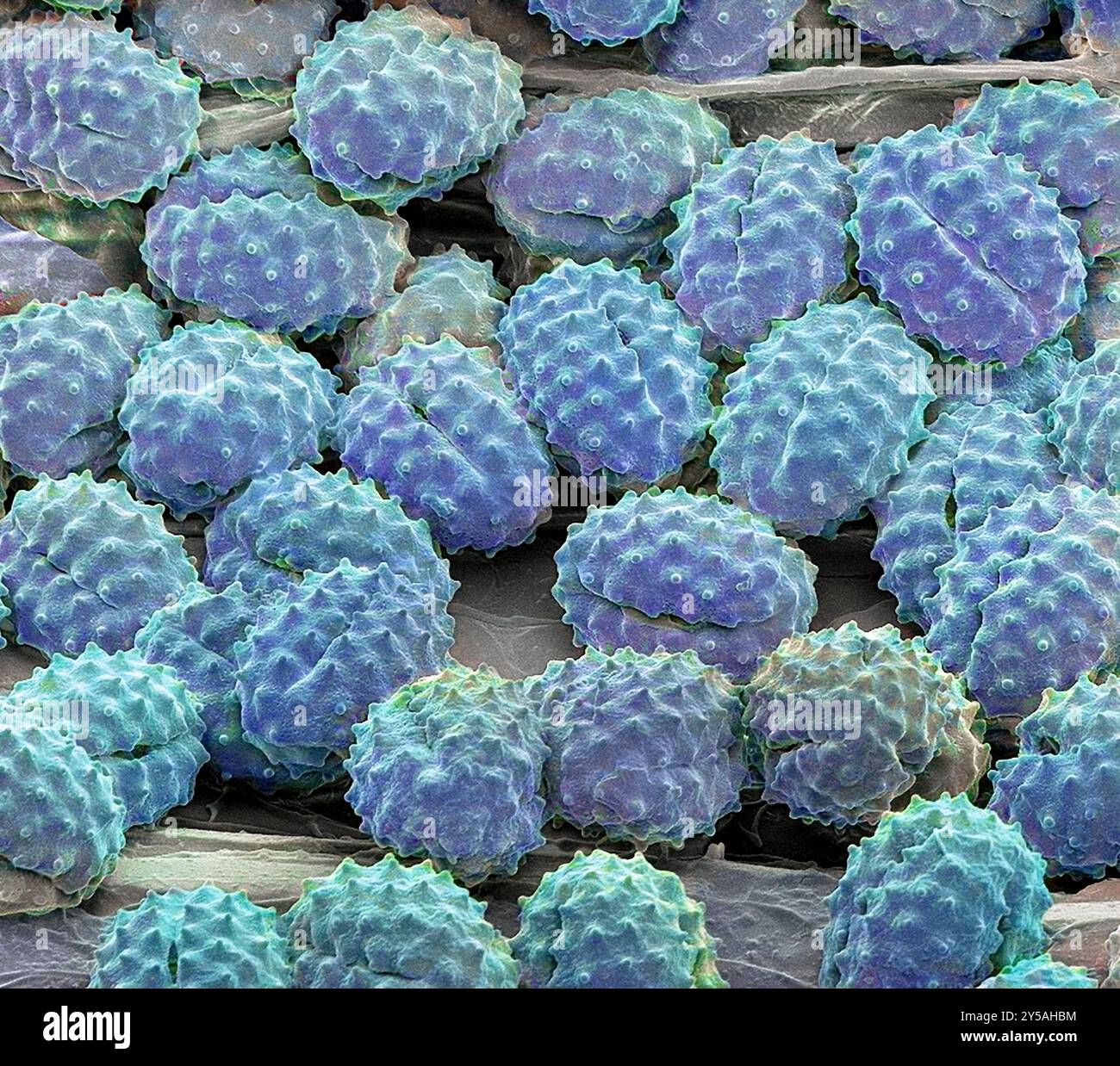 Cineraria pollen grain, SEM Stock Photo - Alamy