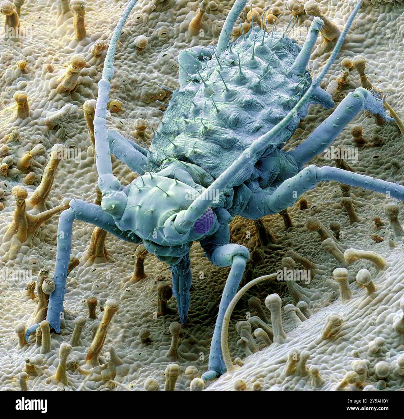 Feeding aphid. Coloured scanning electron micrograph (SEM) of an aphid ...