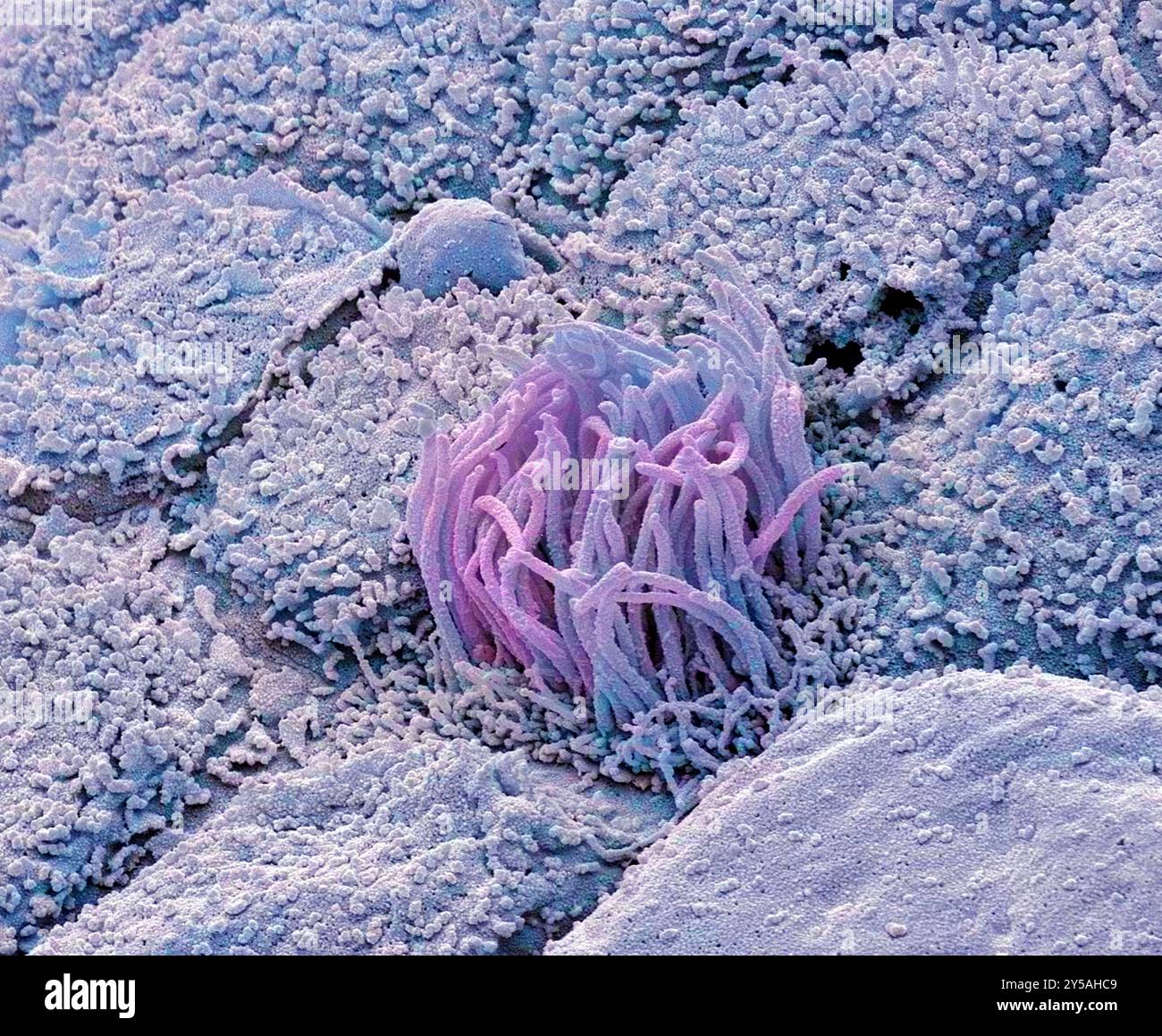 Anatomy ciliated cell endometrium female human body menstrual cy hi-res ...