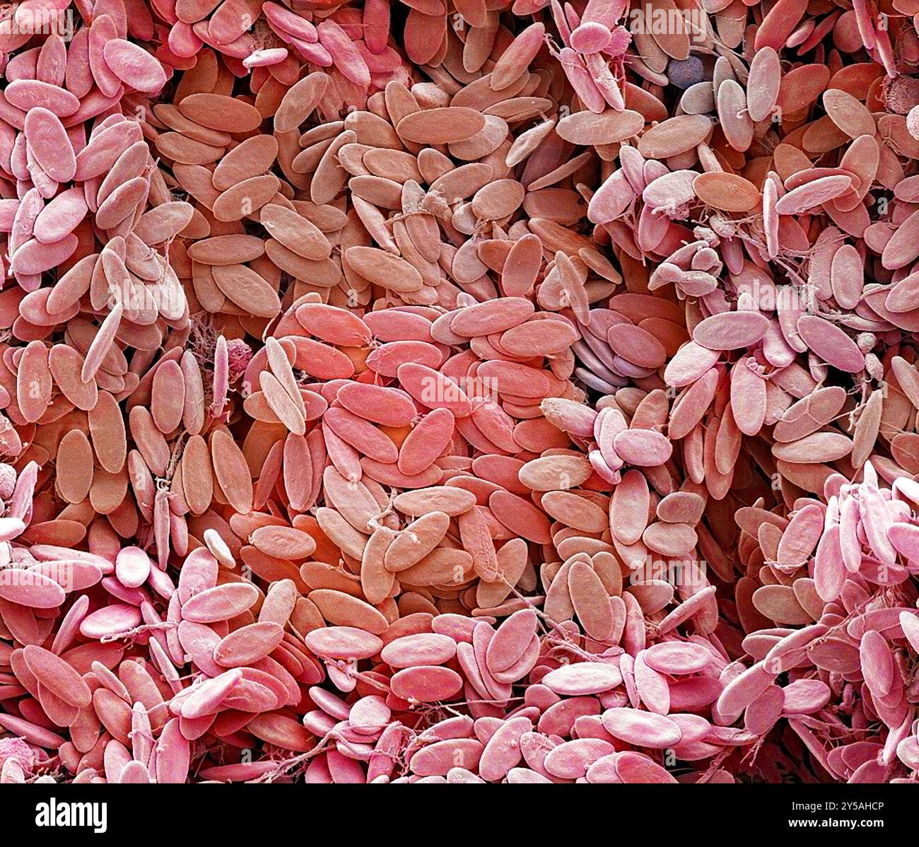 Bird red blood cells. Coloured scanning electron micrograph (SEM) of ...