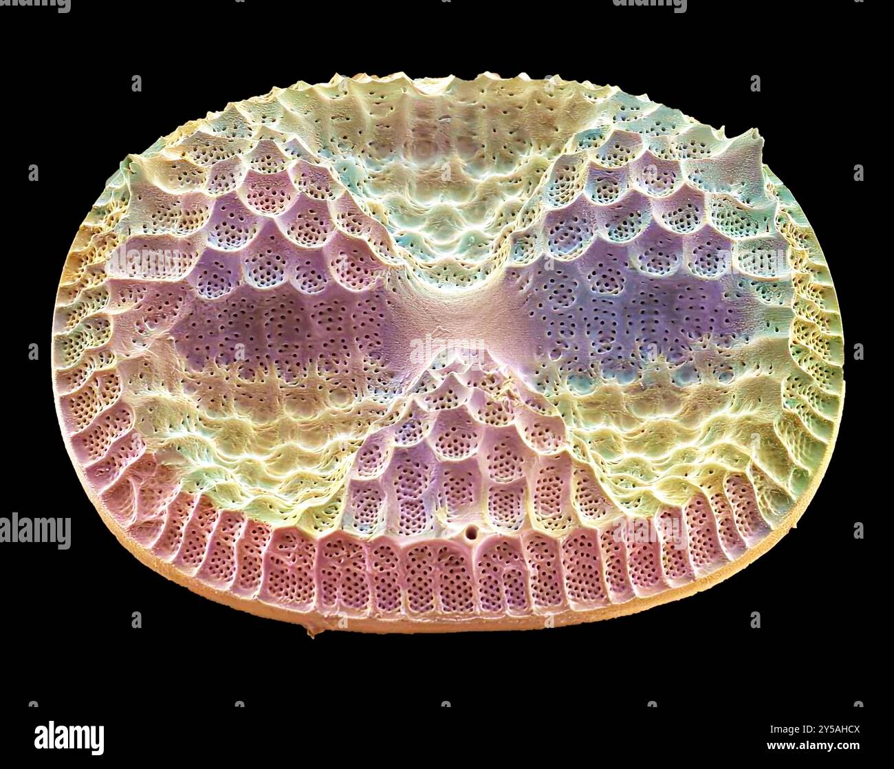 Coloured scanning electron micrograph (SEM) of an Actinoptychus.sp ...