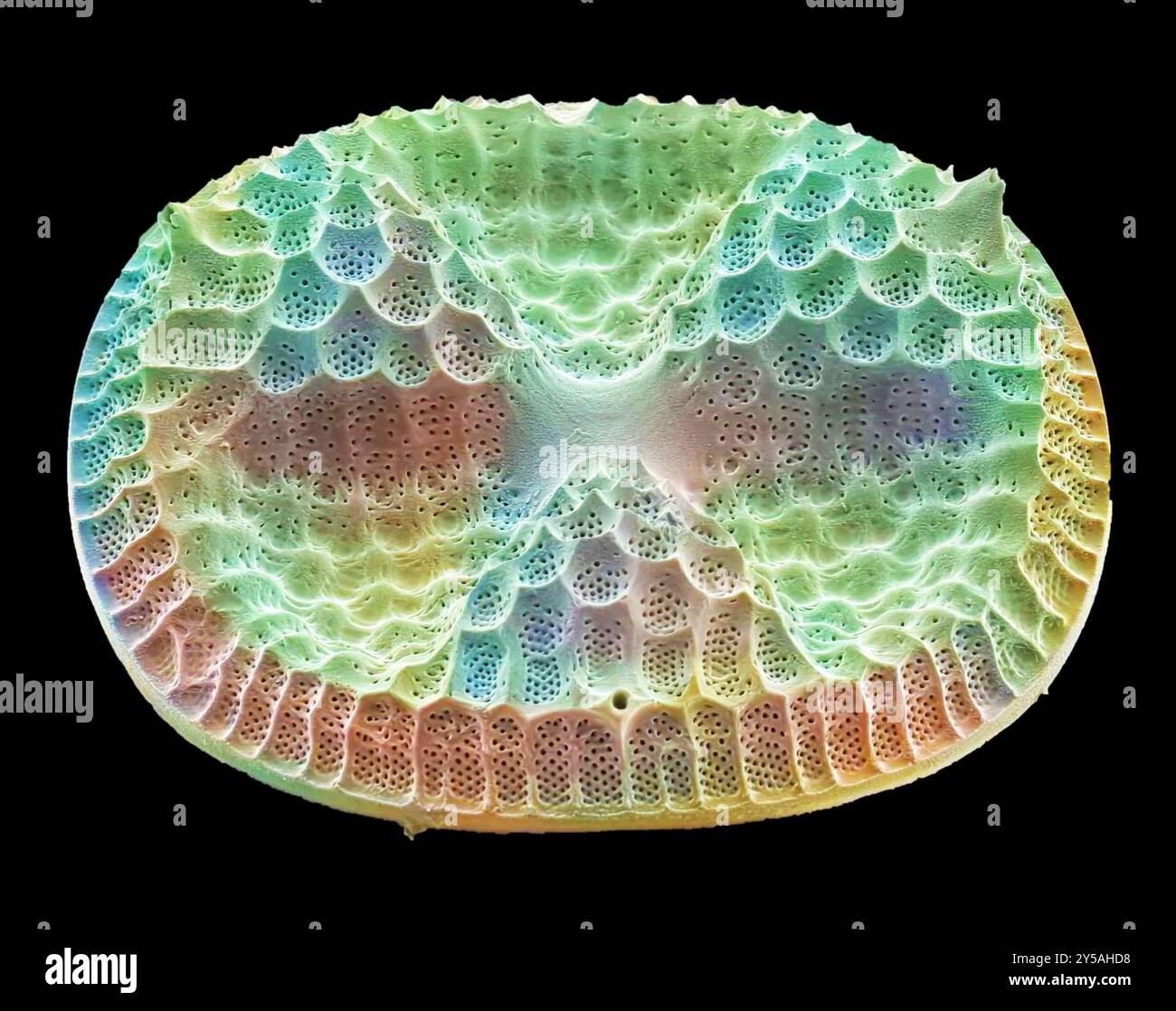 Coloured scanning electron micrograph (SEM) of an Actinoptychus.sp ...