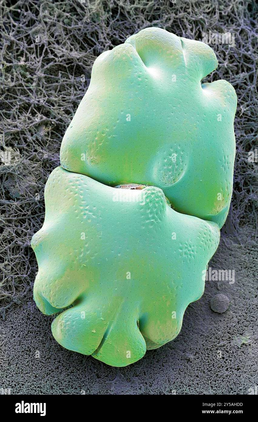 Green alga sem hi-res stock photography and images - Alamy