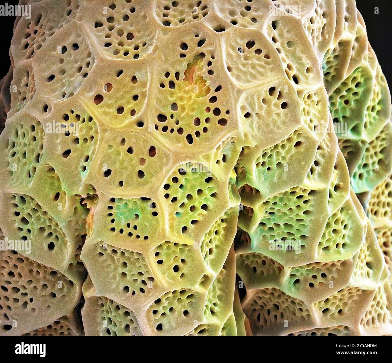 Basil pollen grain detail. Coloured scanning electron micrograph (SEM ...