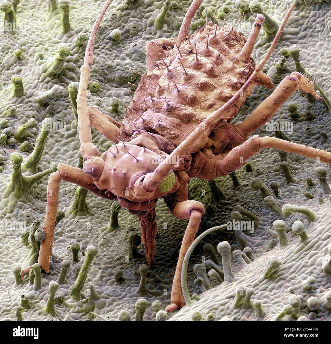 Feeding aphid. Coloured scanning electron micrograph (SEM) of an aphid ...