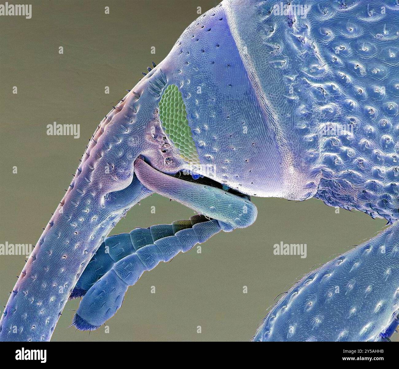 Grain weevil. Coloured scanning electron micrograph of a grain weevil ...