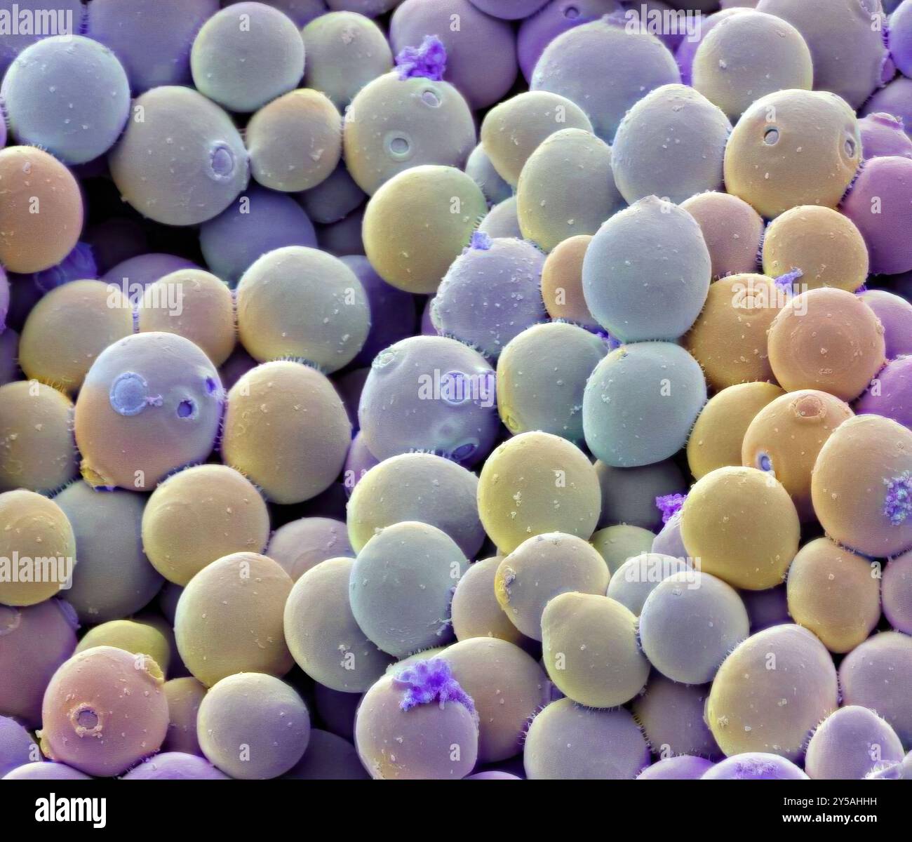 Yeast cells. Coloured scanning electron micrograph (SEM) of cells of ...